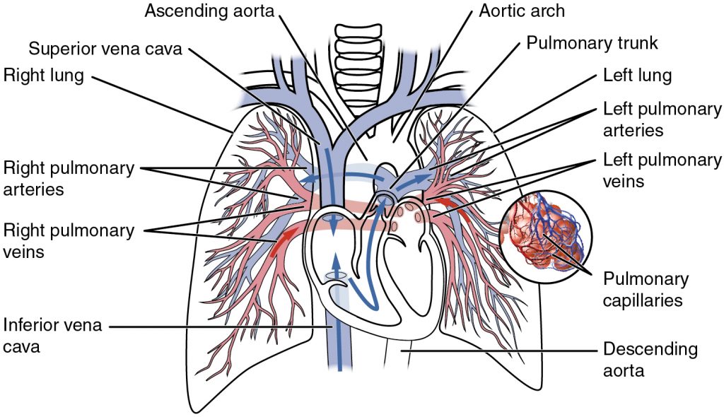Specialised Pulmonary Circulation - Oedema - TeachMePhysiology