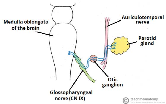 Regulation of Saliva - Sympathetic - Parasympathetic - TeachMePhysiology