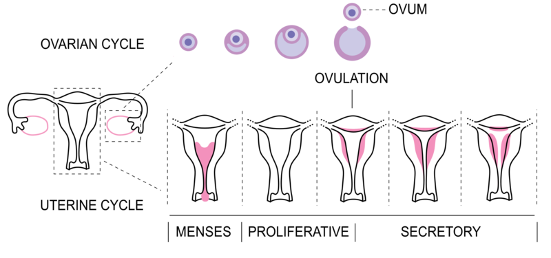 Menstrual Cycle - HPG Axis - Stages - TeachMePhysiology