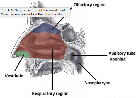 Examination of the Nose - Septum - Turbinates - Cavity - TeachMeSurgery