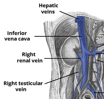 Haematemesis - Causes - Management - TeachMeSurgery