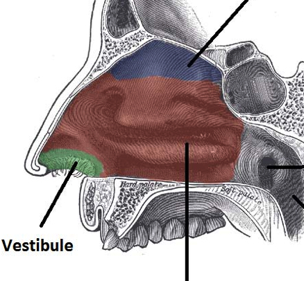 Epistaxis - Cautery - Packing - Ligation - TeachMeSurgery