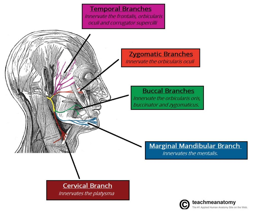 Facial Palsy - Causes - Differential Diagnosis - Management ...