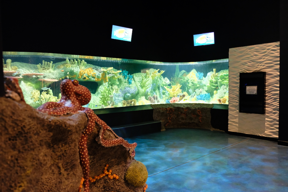 The Cook Museum of Natural Science - Tenji Aquarium Design + Build