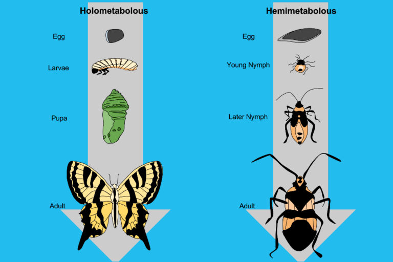 A bug’s life: understanding insect transformation | Texas Standard