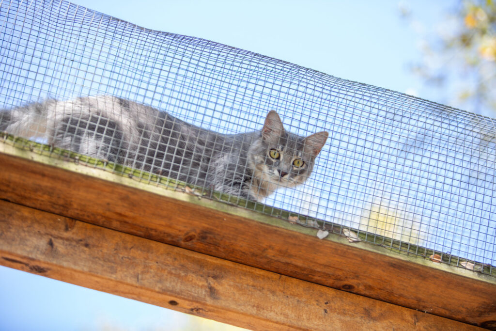 The lifestyles of Austin’s rich and famous (cats) | Texas Standard