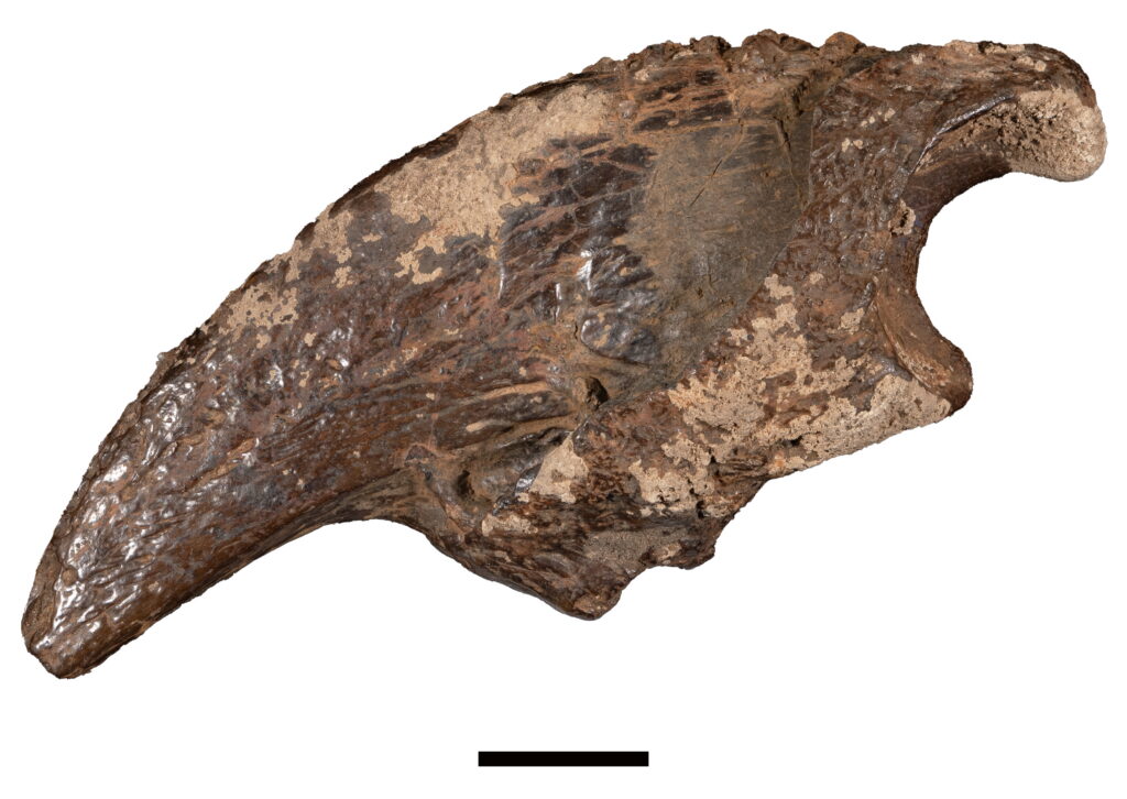 A Central Texas fossil discovery is reshaping how scientists view Texas ...