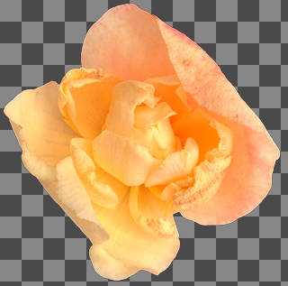 Flowers 0014 | TextureMax