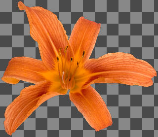 Flowers 0015 | TextureMax