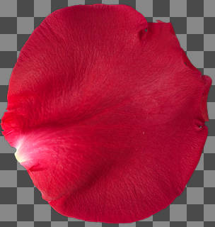 Flowers 0016 | TextureMax