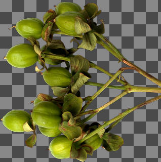 Flowers 0019 | TextureMax