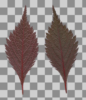 Leaves Single 0002 | TextureMax