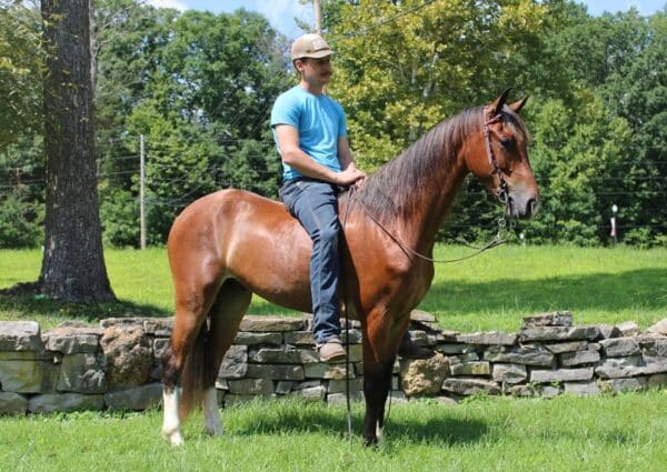 Reggie | Thehorsebay.com