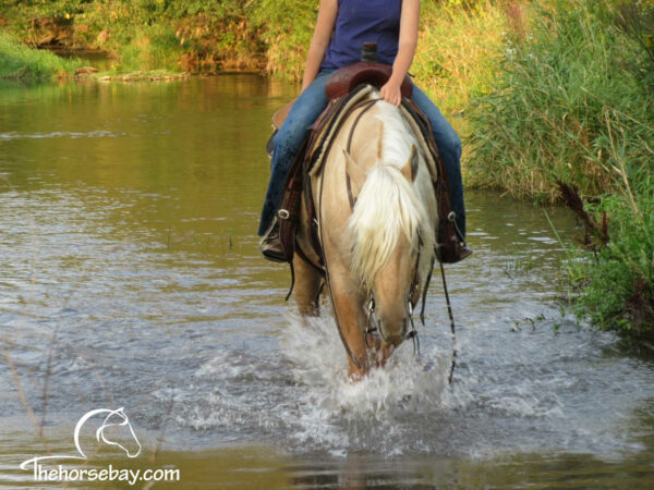 Southern Blues Lil Boss Man | Thehorsebay.com