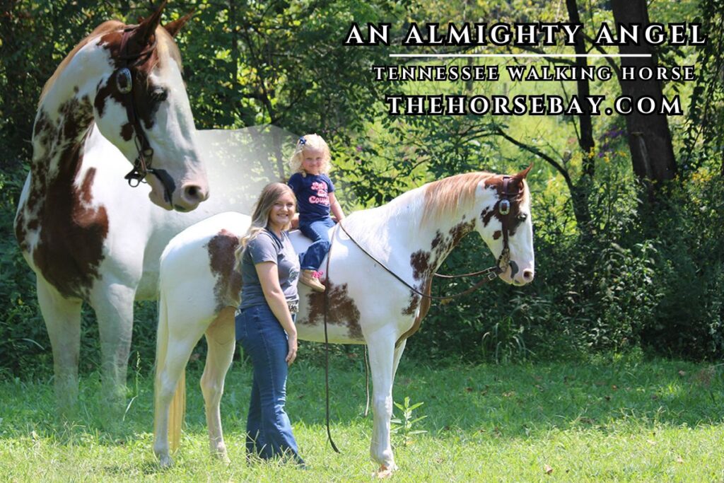 Tennessee Walking Horses For Sale | Thehorsebay.com