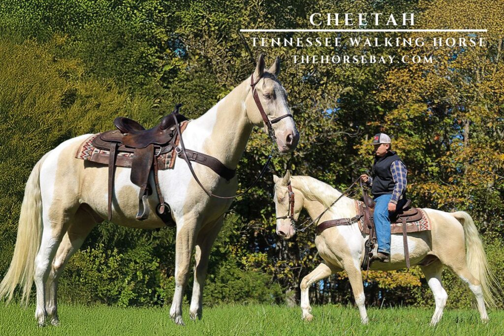 Tennessee Walking Horses For Sale | Thehorsebay.com