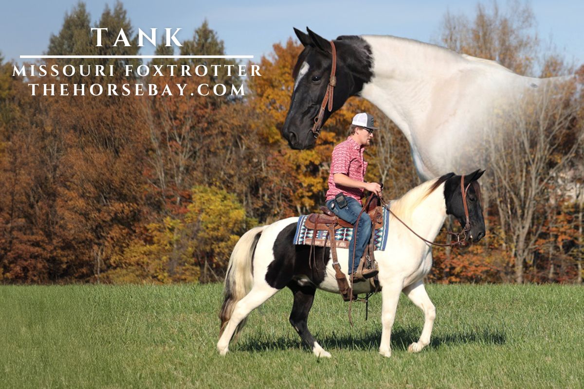 Tennessee Walking Horses For Sale | Thehorsebay.com