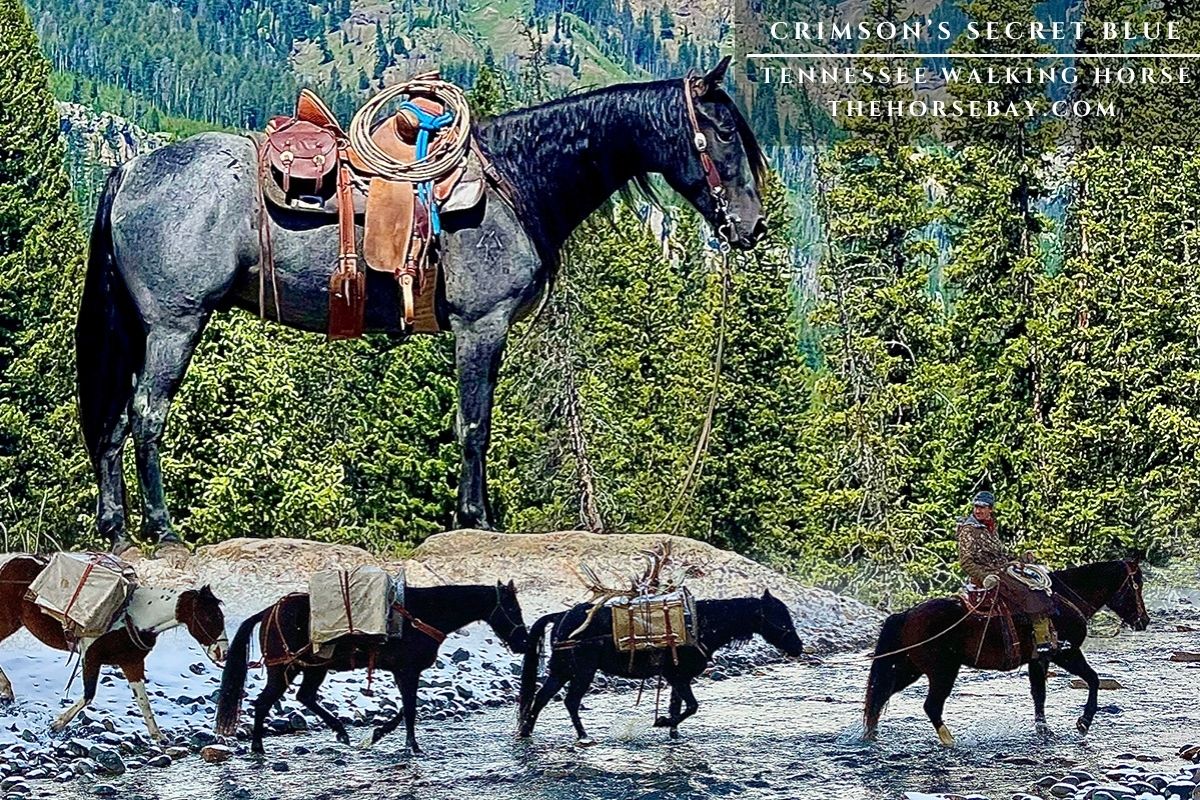 Jubilee's Windwalker | Thehorsebay.com