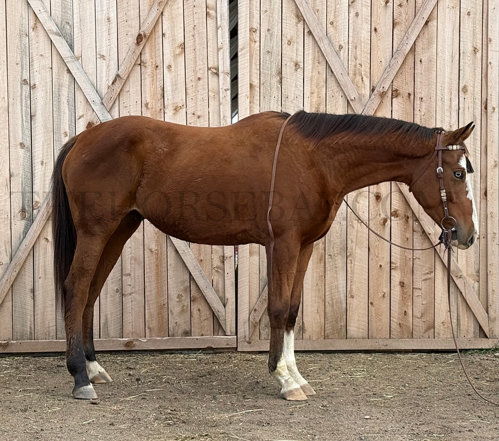 Roscoe | Thehorsebay.com