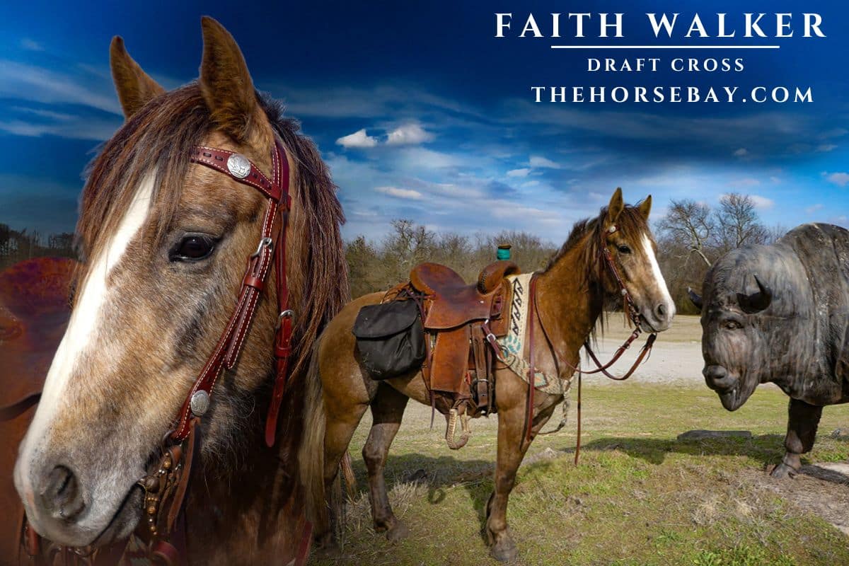 Gaited Horses for Sale | Thehorsebay.com