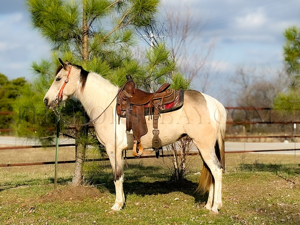 Ginger | Thehorsebay.com