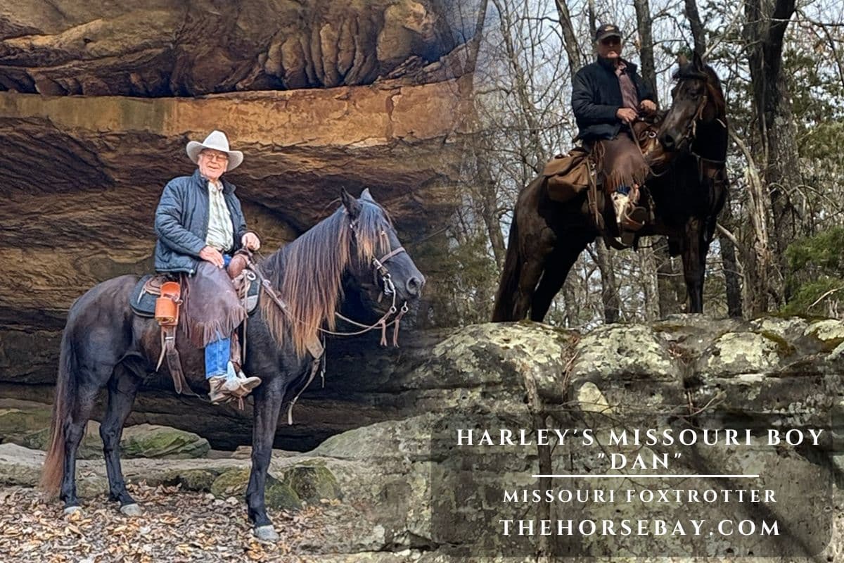 Harley's Missouri Boy "Dan" | Thehorsebay.com