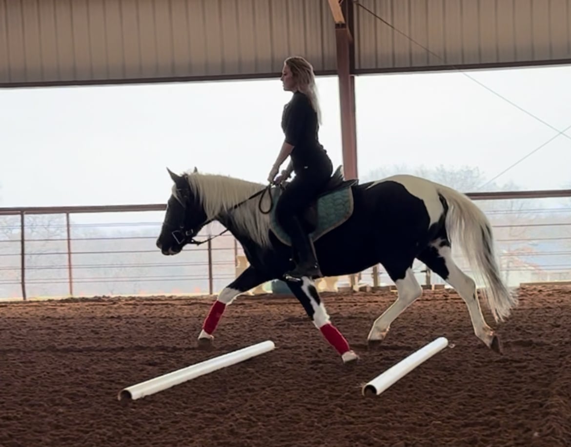 Princess | Thehorsebay.com