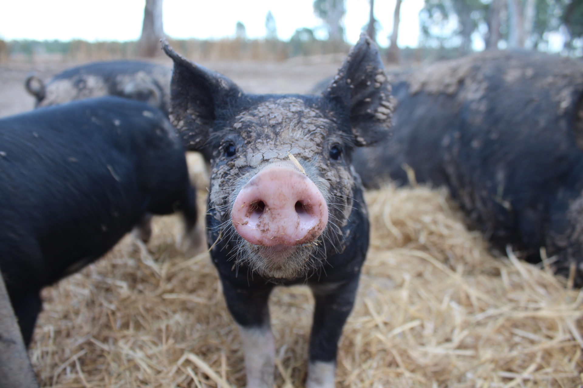 They huffed, and they puffed and hey presto - pigs fuelling poo power ...