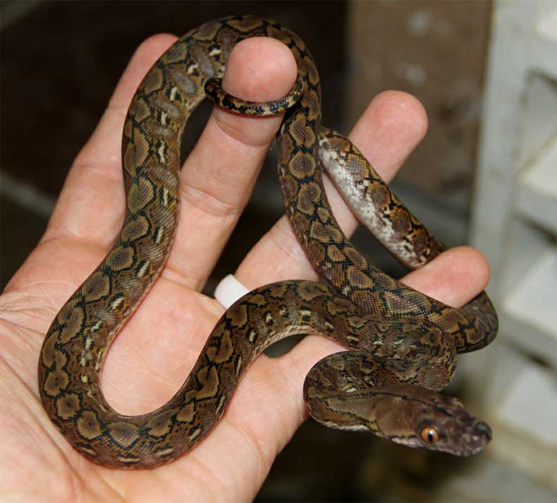 Available .::. Prehistoric Pets