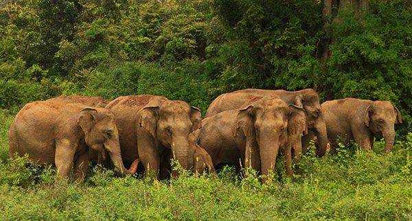 Cinnamon Elephant Project honoured with PATA Gold Award 2018 - The ...