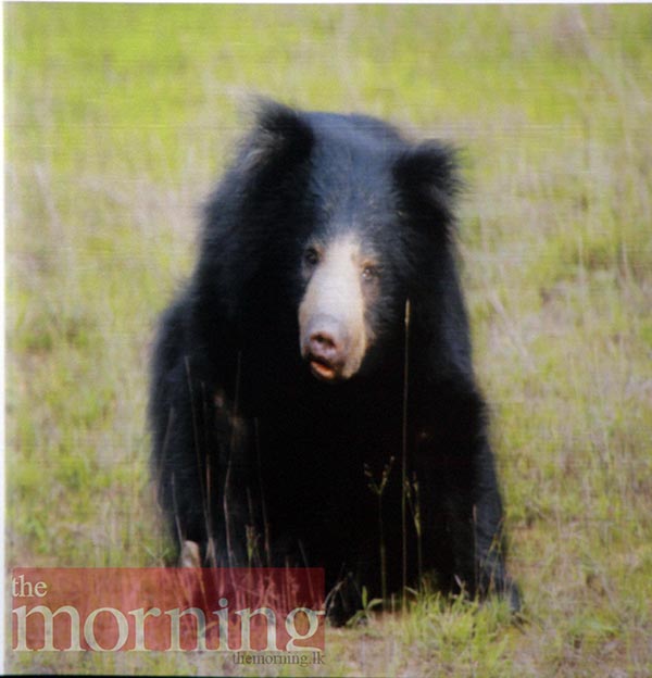 A Bear's Life - an Insight - The Morning - Sri Lanka News