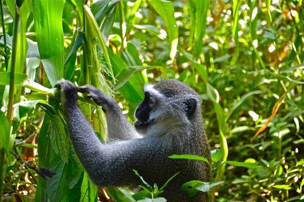 Are monkeys damaging crops or just trying to feed themselves? - The ...