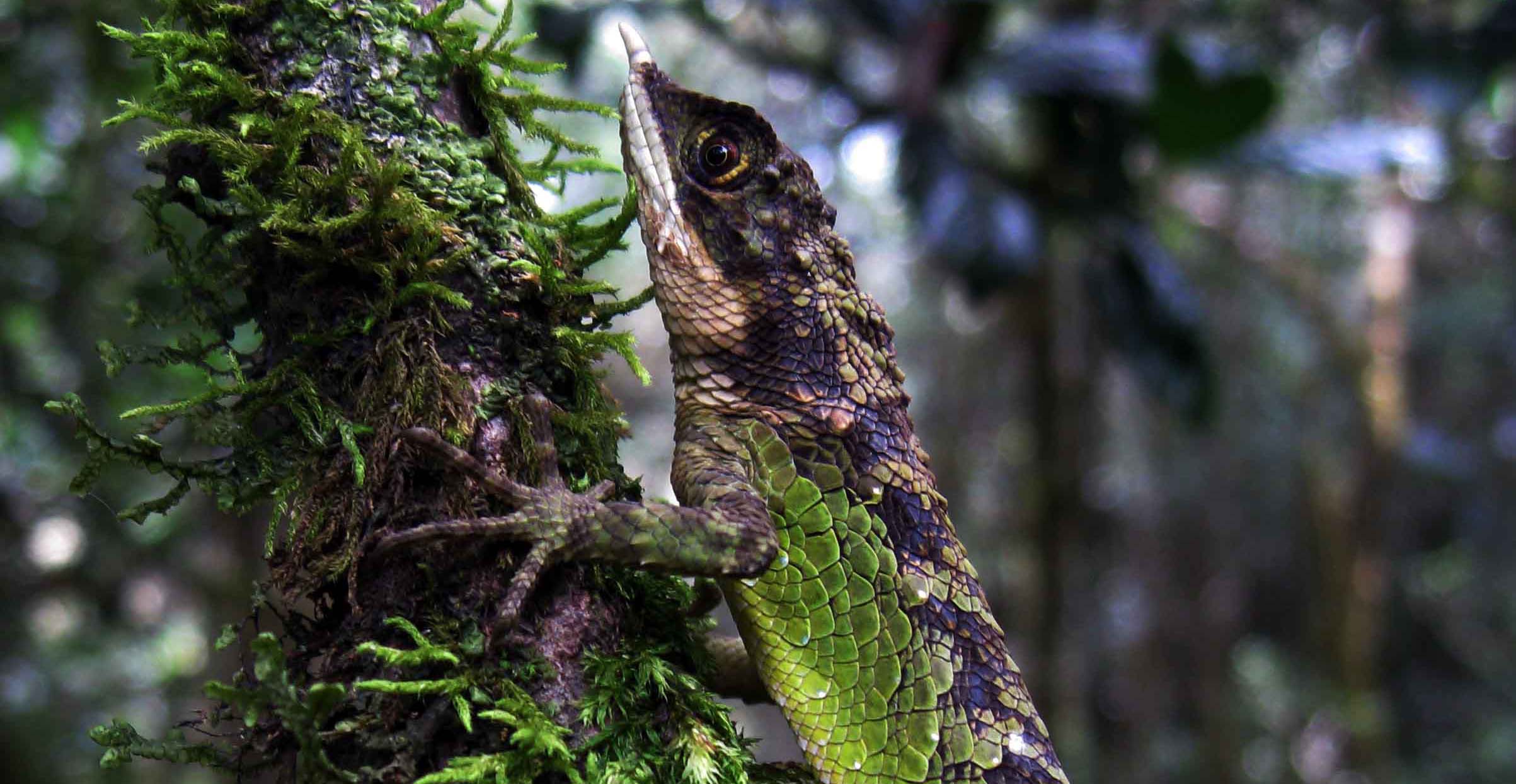 The rising need to protect our reptiles - The Morning - Sri Lanka News