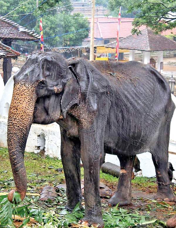 It’s an ele-phant affair - The Morning - Sri Lanka News