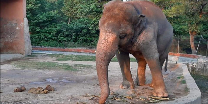 Where will Kaavan’s next home be? - The Morning - Sri Lanka News
