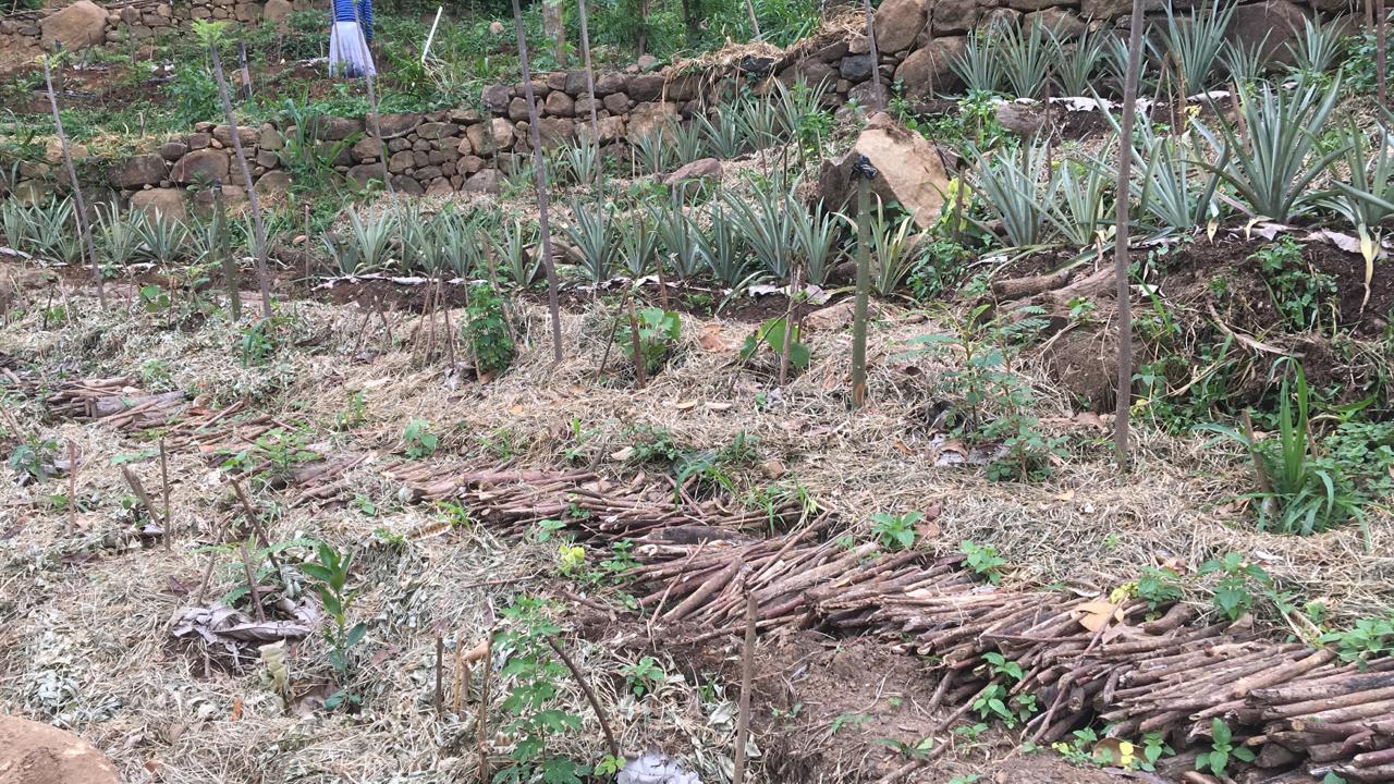 Crop damage by wild animals: Monkey sterilisation causes concern - The ...