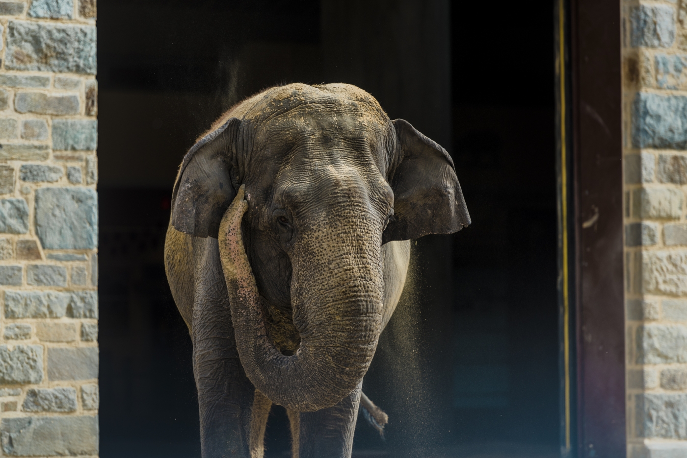 Sri Lankan elephant euthanized in US zoo following deteriorating health ...