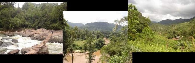 The black gold standard - The Morning - Sri Lanka News