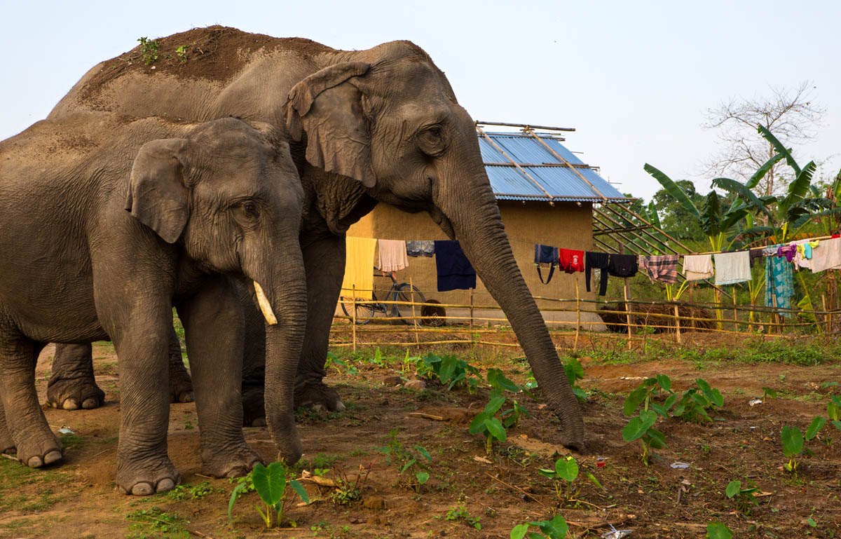 Human-elephant conflict: Turning to hi-tech methods - The Morning - Sri ...