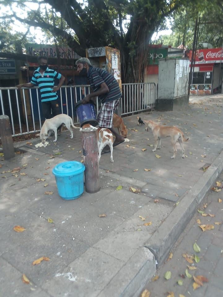 Kumara, the de facto guardian of 11 street dogs and one cat in Borella ...