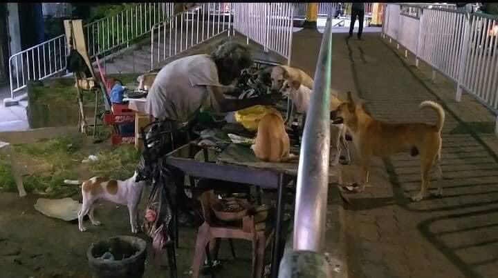 Kumara, the de facto guardian of 11 street dogs and one cat in Borella ...