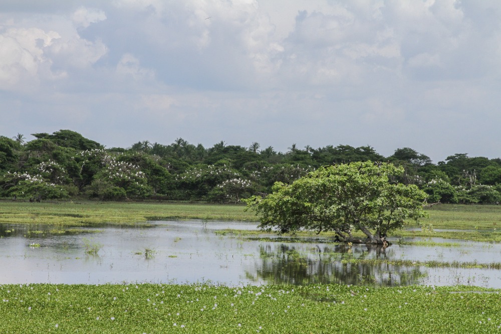Encouraging youth towards wetland conservation: Prof. Deepthi ...