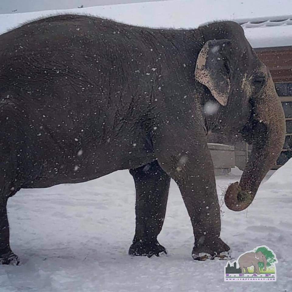 Lucy: The lonely Lankan elephant in Edmonton Zoo - The Morning - Sri ...