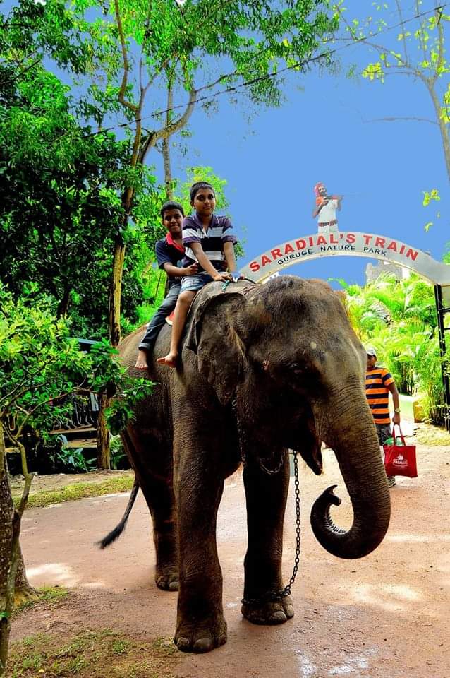 Releasing tame elephants for cultural ceremonies: Addressing the ...