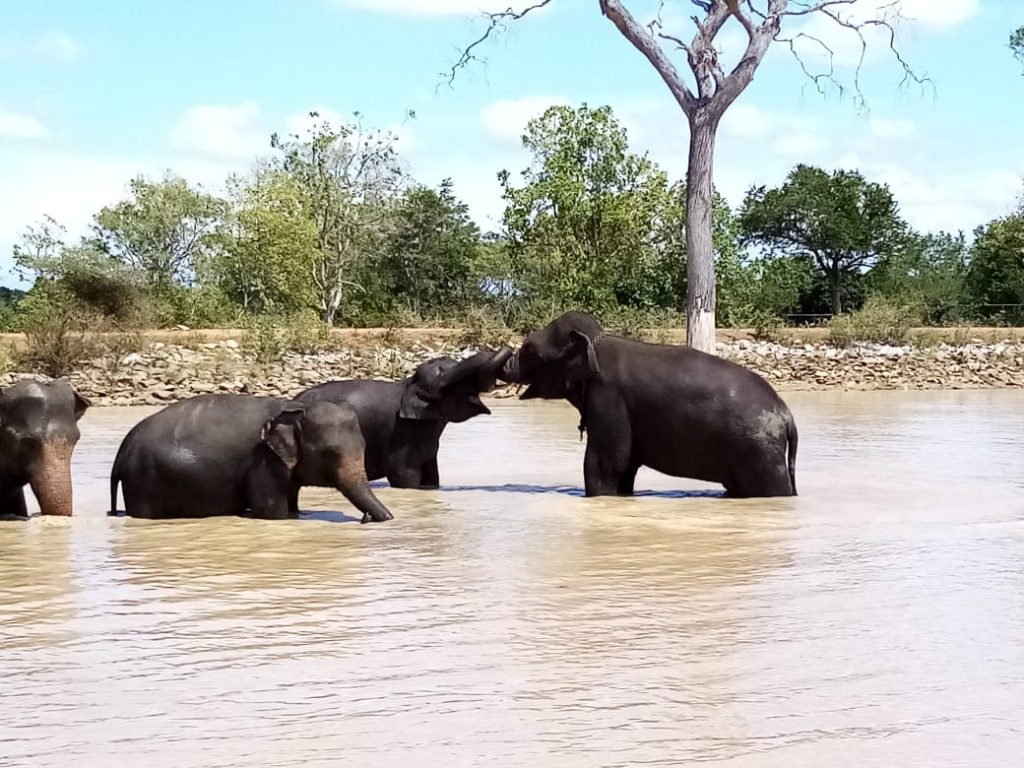 Releasing tame elephants for cultural ceremonies: Addressing the ...