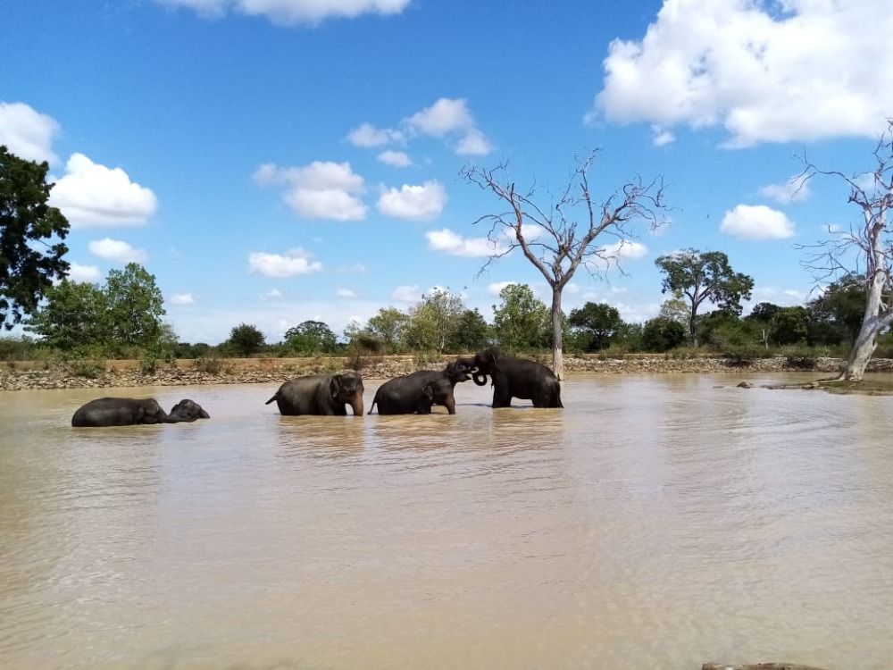 Releasing tame elephants for cultural ceremonies: Addressing the ...
