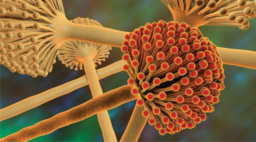 What is Aflatoxin and why does it cause panic? - The Morning - Sri ...