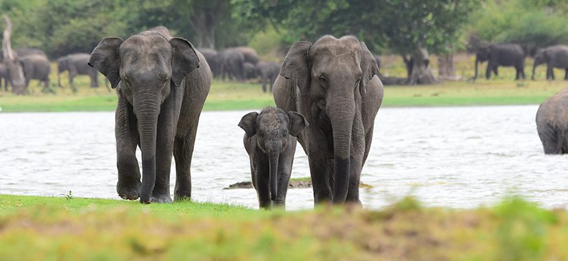 Taxing errors - The Morning - Sri Lanka News