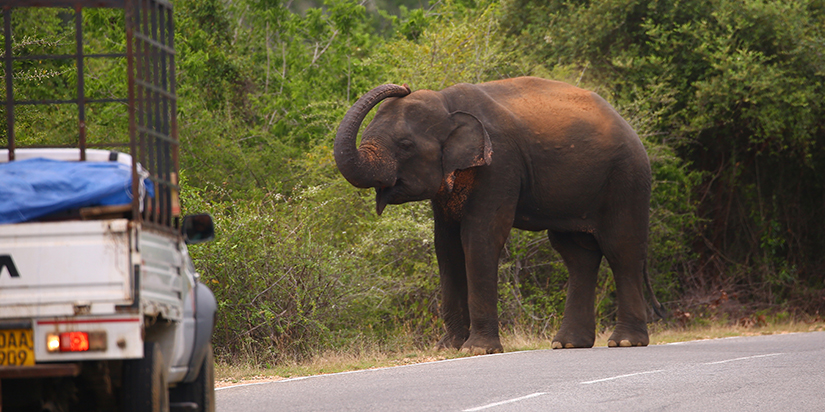 Elephant conservation in 2021 – how are we doing? - The Morning - Sri ...