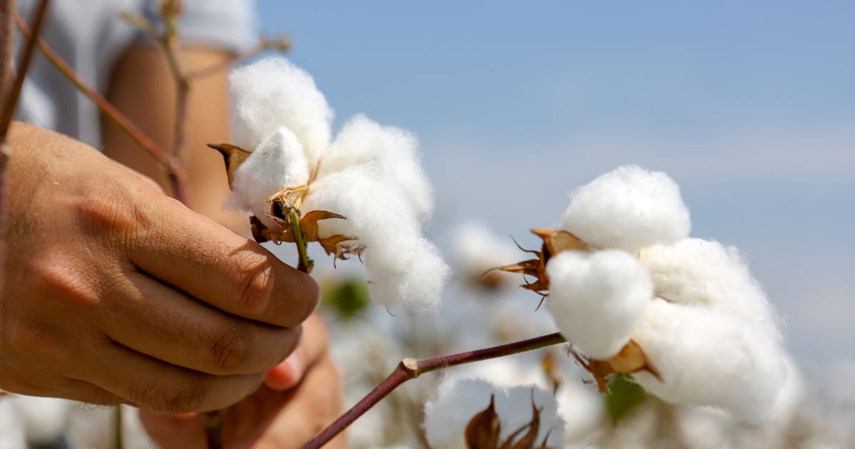 Dasa Group to cultivate cotton - The Morning - Sri Lanka News